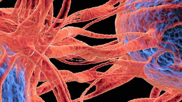 Effects of Atrazine on Estrogen Receptor – Dr. Sergio Abonante Chirurgo ...